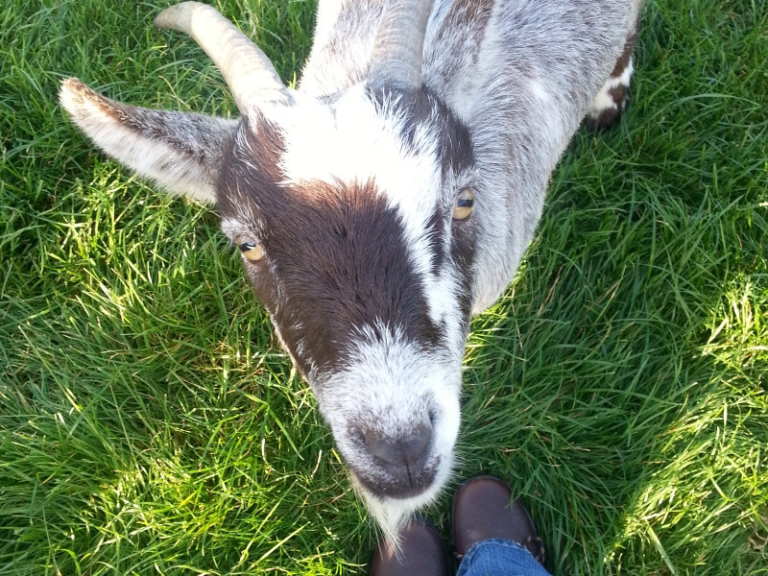 Gallery – West Barn Pygmy Goats