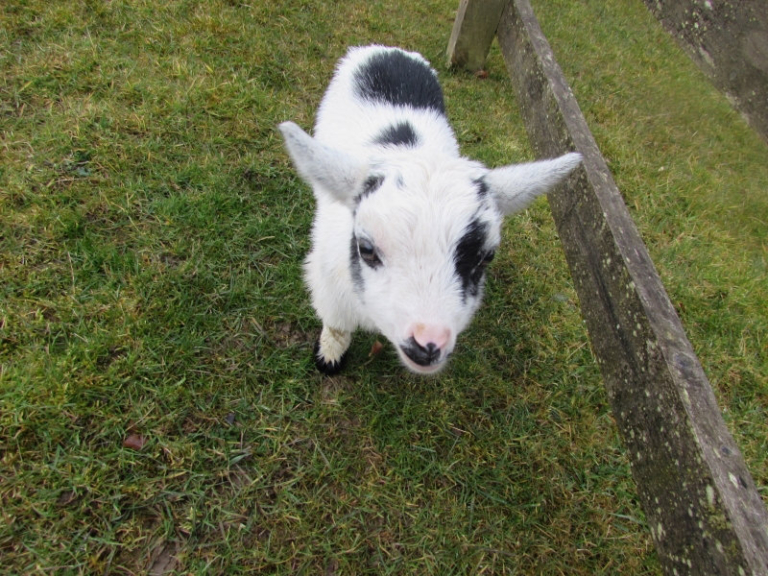 Gallery – West Barn Pygmy Goats