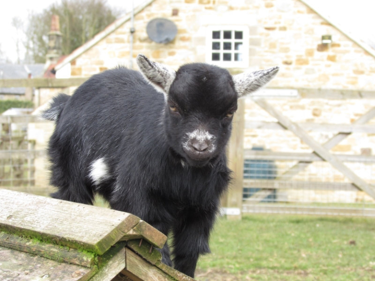 Gallery – West Barn Pygmy Goats