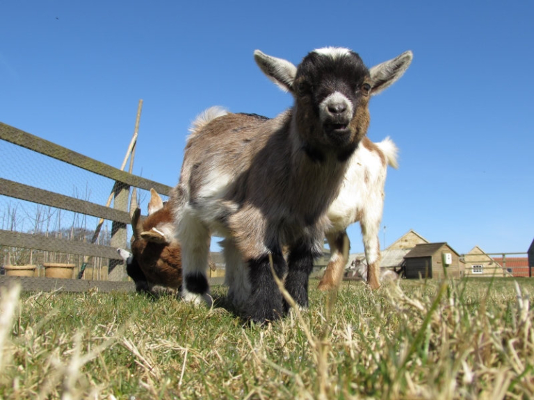 Gallery – West Barn Pygmy Goats