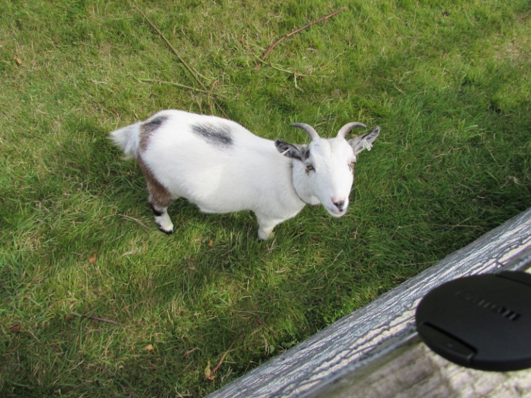 Gallery – West Barn Pygmy Goats