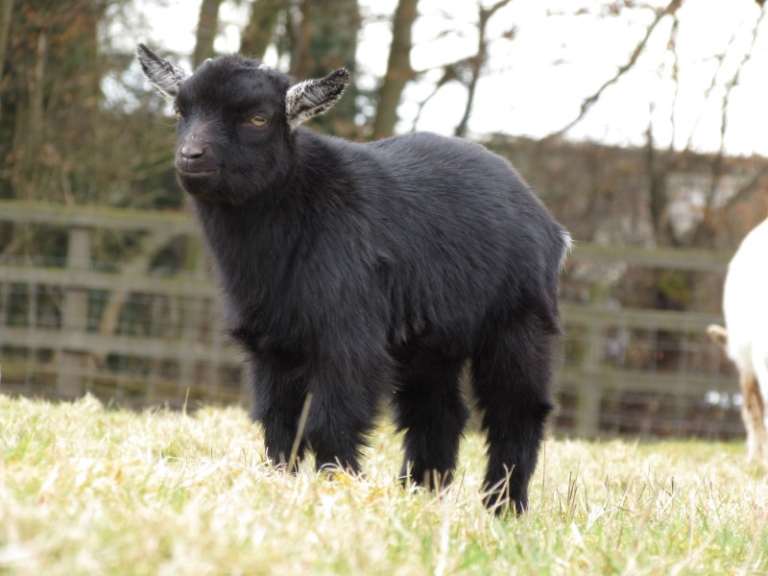 Gallery – West Barn Pygmy Goats