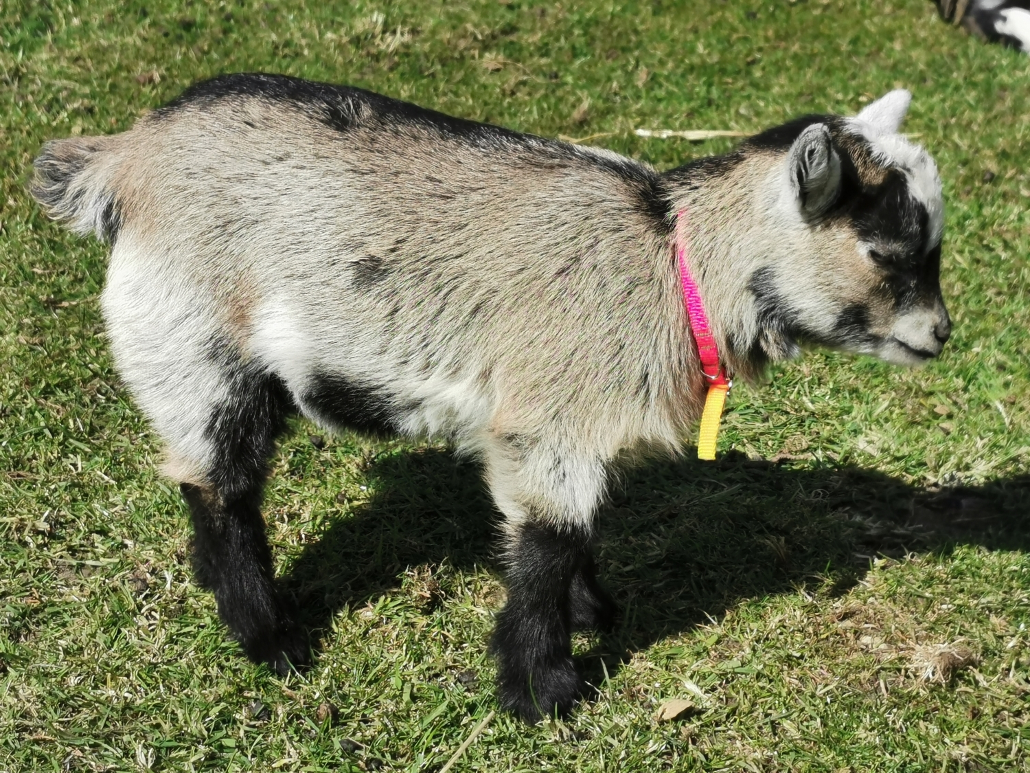 West Barn Pygmy Goats – Pygmy Goats for sale in Northumberland