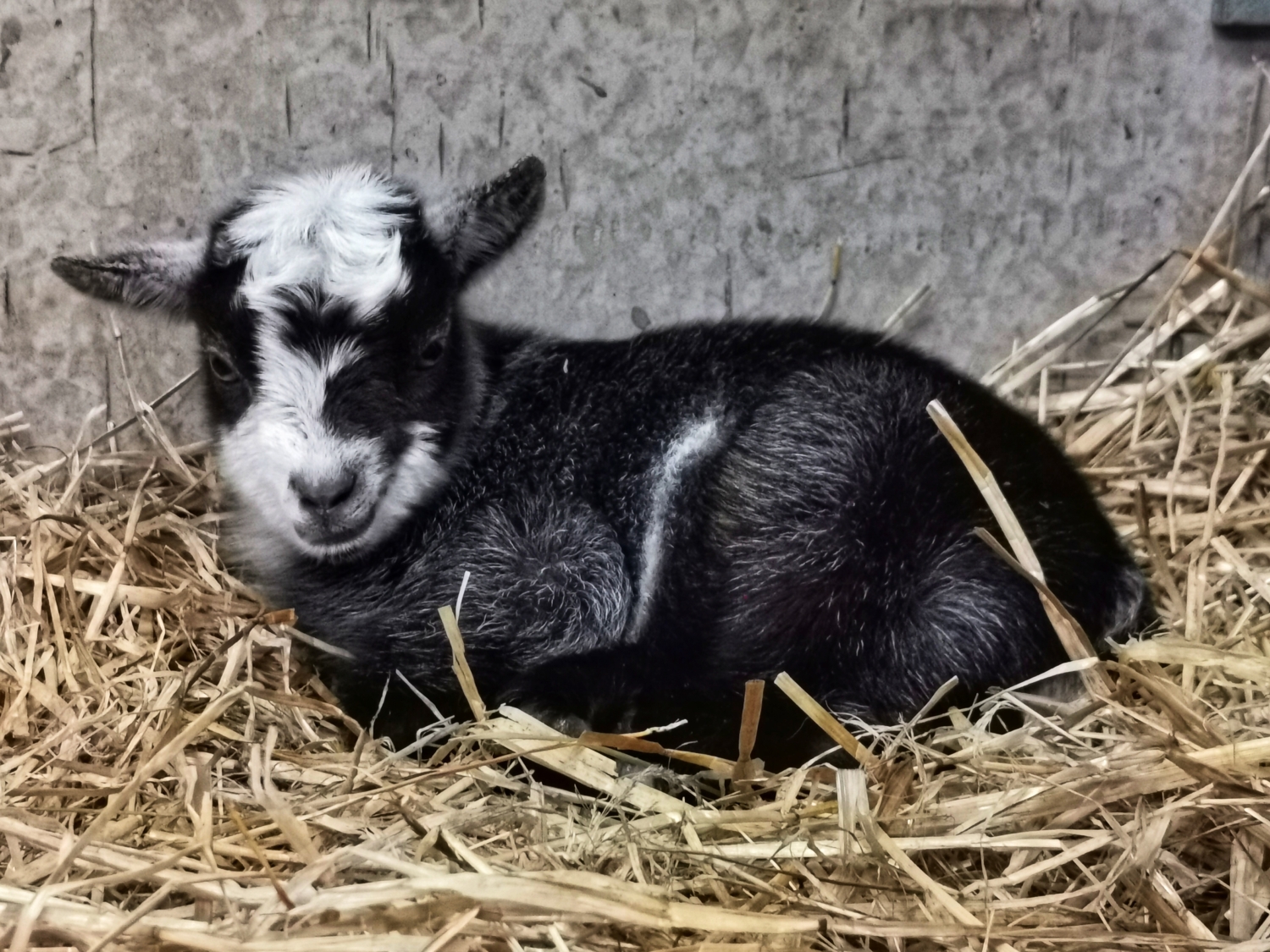 West Barn Pygmy Goats – Pygmy Goats for sale in Northumberland