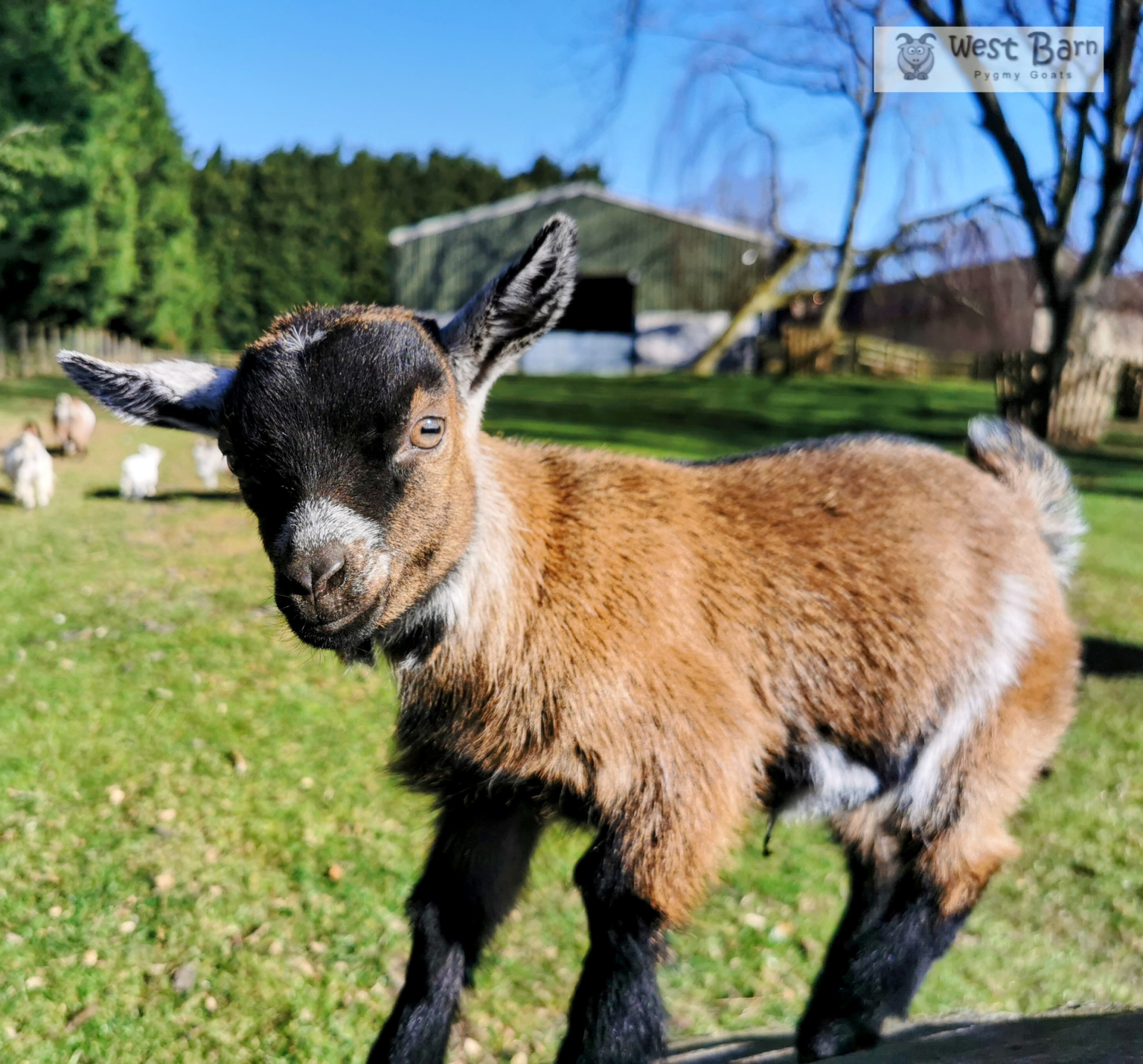 West Barn Pygmy Goats – Pygmy Goats for sale in Northumberland