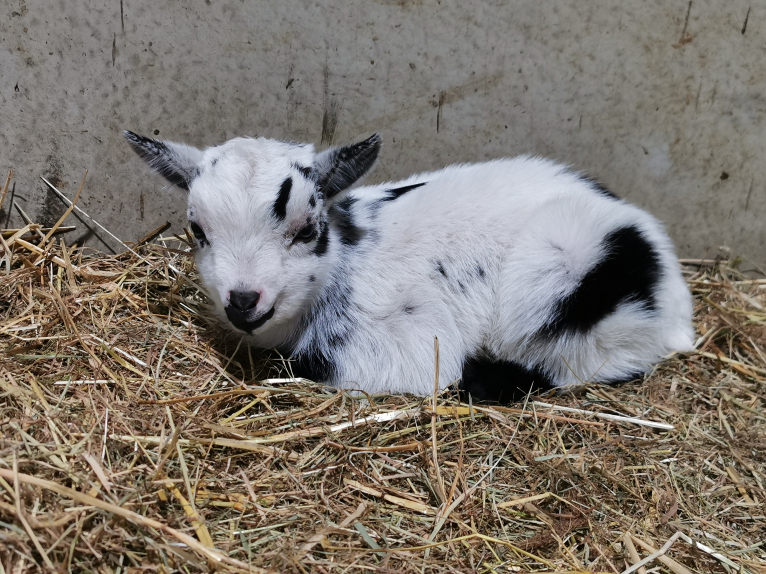 West Barn Pygmy Goats – Pygmy Goats for sale in Northumberland