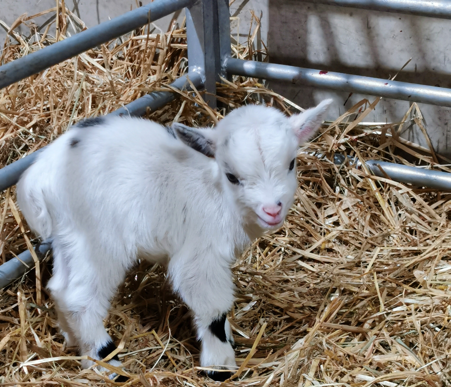 West Barn Pygmy Goats – Pygmy Goats for sale in Northumberland
