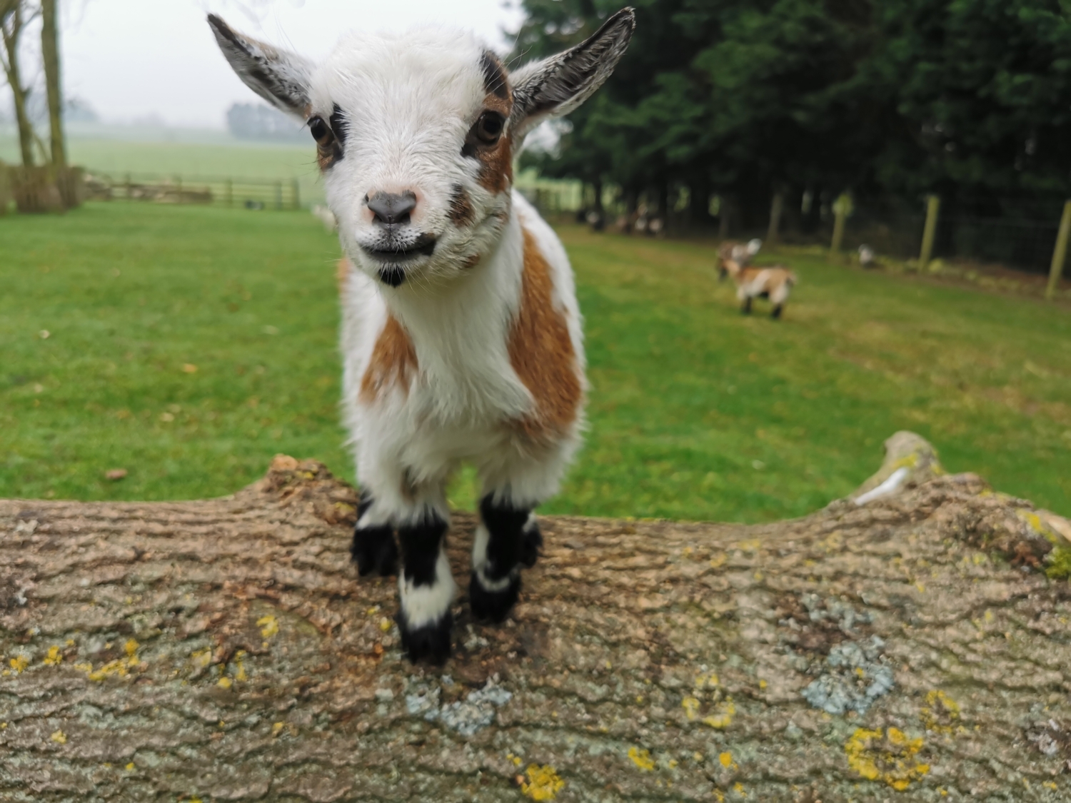For Sale – West Barn Pygmy Goats