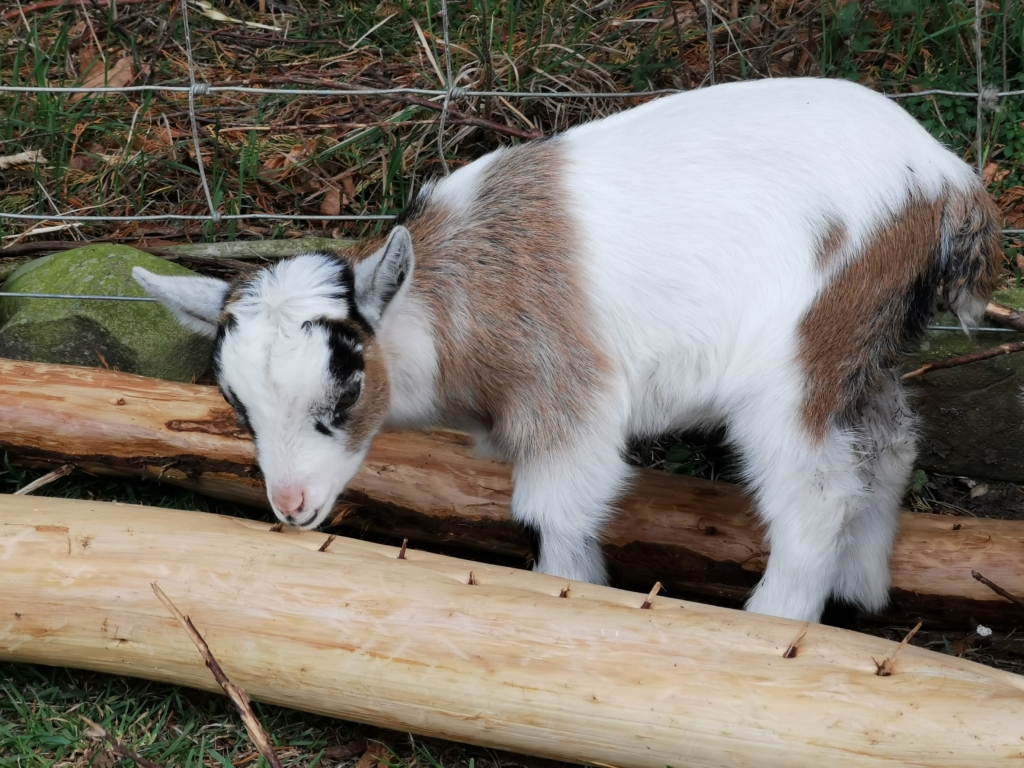 For Sale – West Barn Pygmy Goats