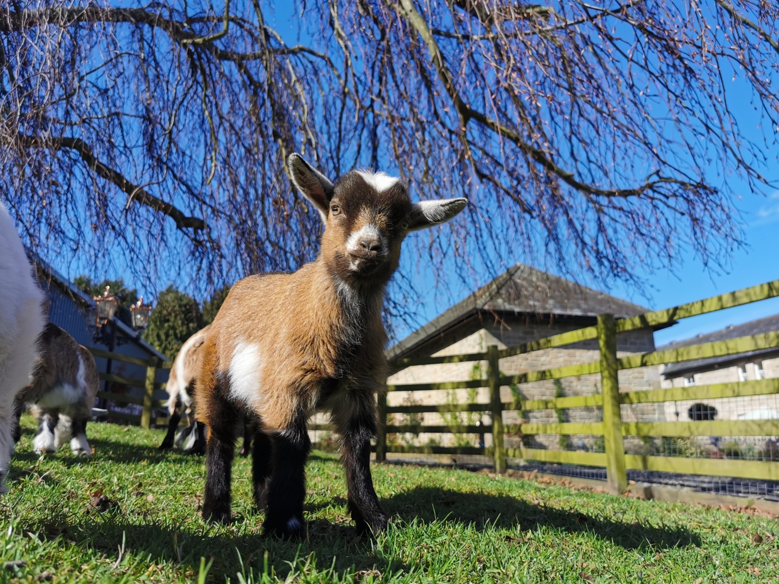 For Sale – West Barn Pygmy Goats