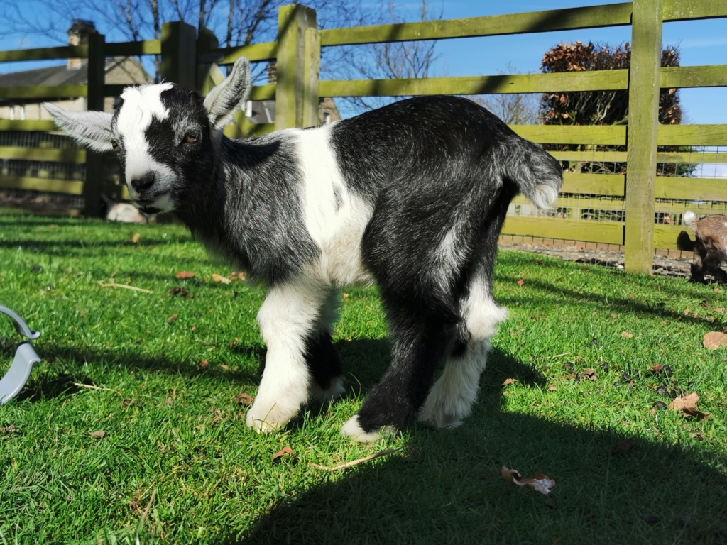 For Sale – West Barn Pygmy Goats