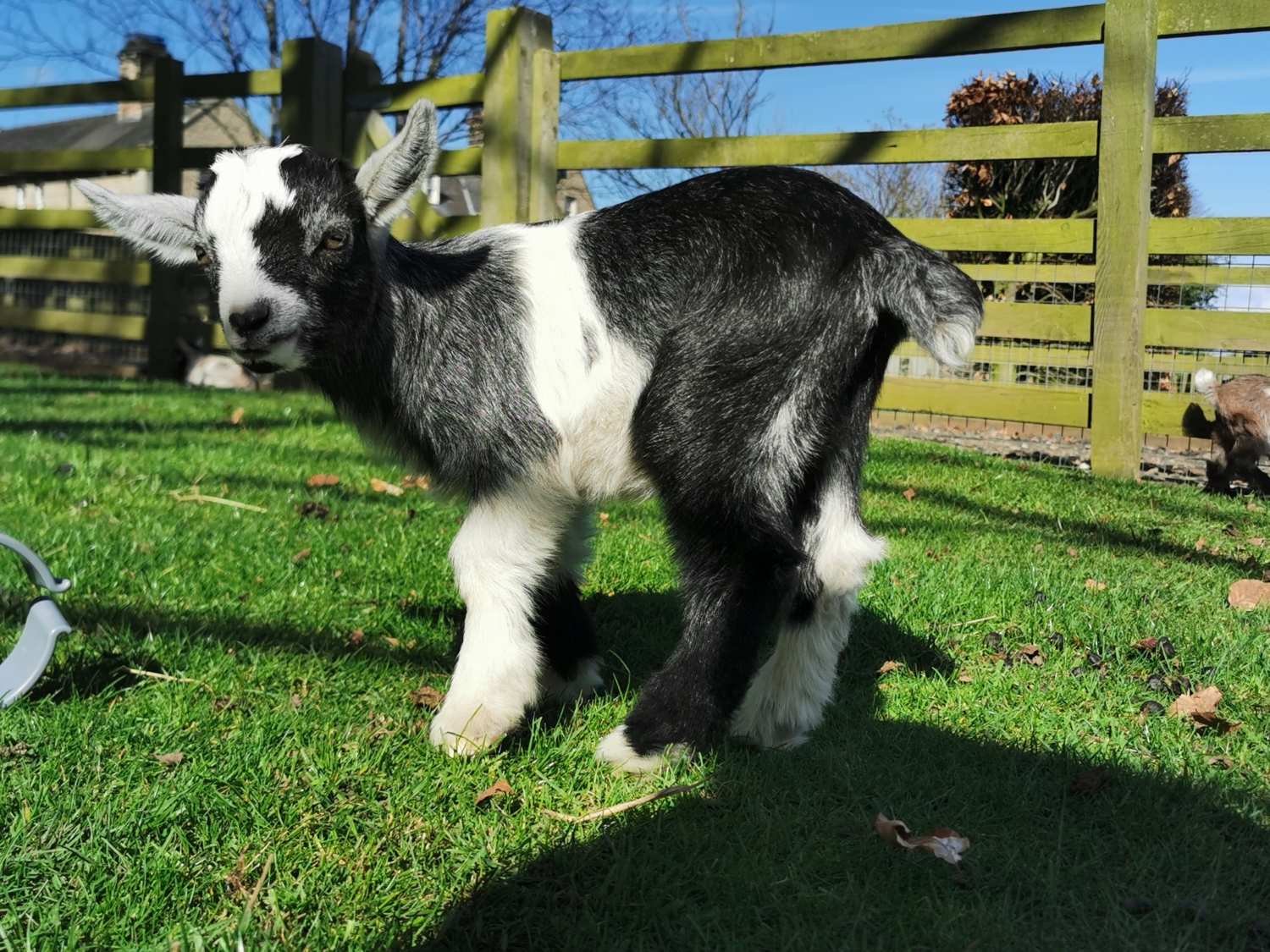 For Sale – West Barn Pygmy Goats