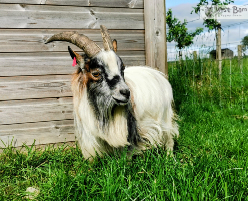 Stud – West Barn Pygmy Goats