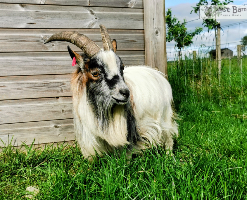 Stud – West Barn Pygmy Goats