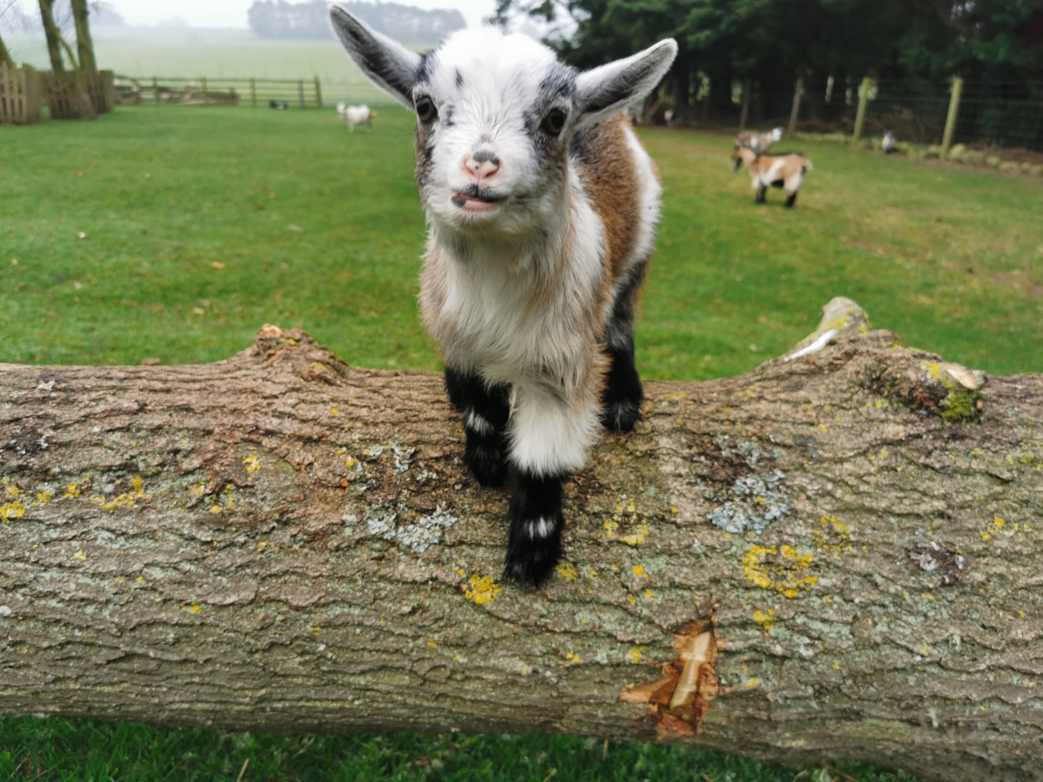 For Sale – West Barn Pygmy Goats