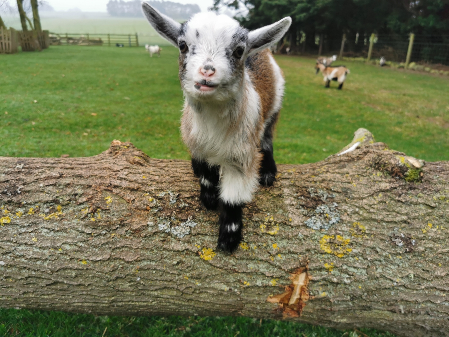 For Sale – West Barn Pygmy Goats