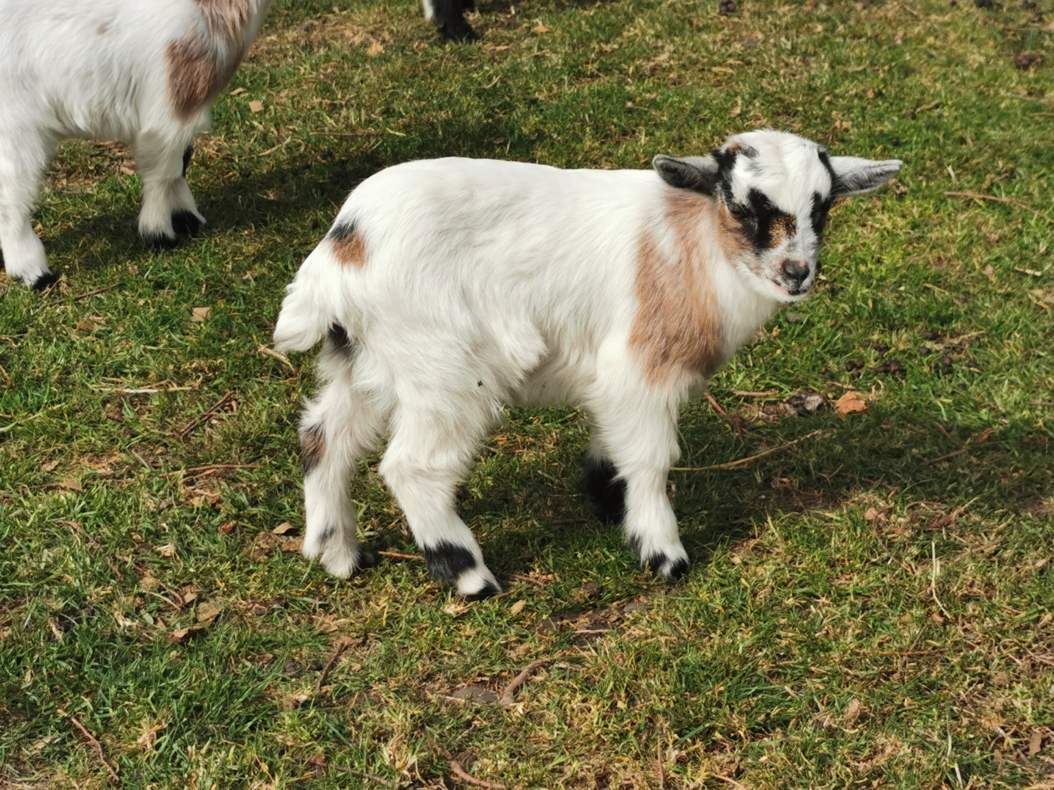 For Sale – West Barn Pygmy Goats