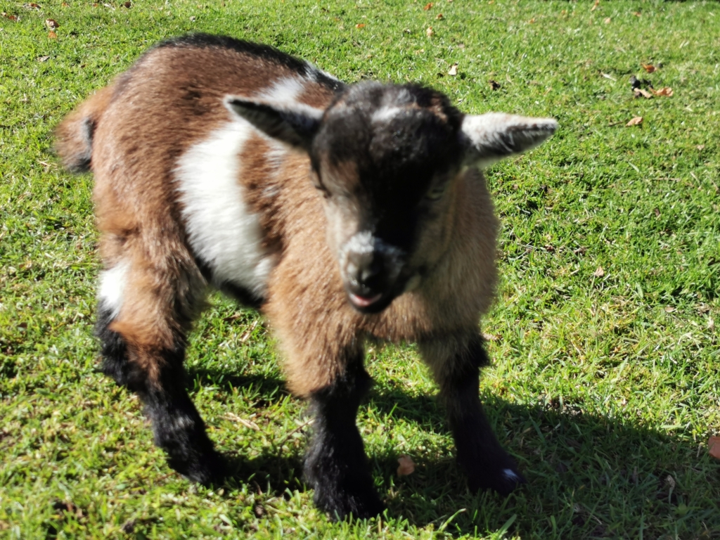 For Sale – West Barn Pygmy Goats