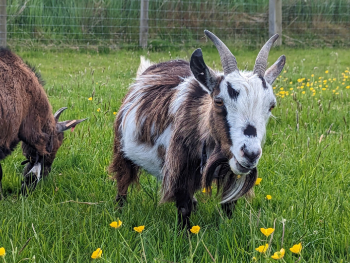Shop – West Barn Pygmy Goats