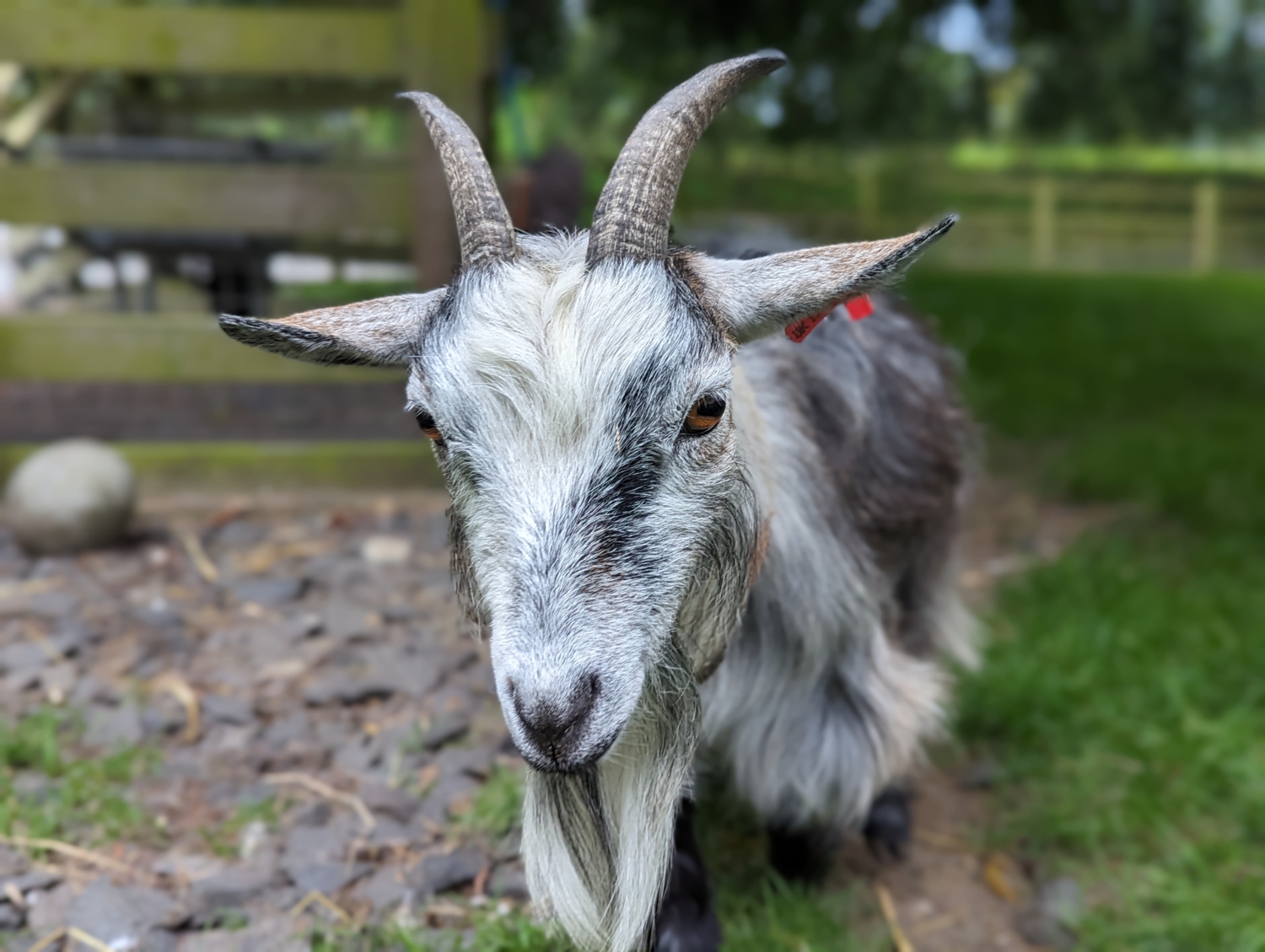 Goat Experiences – West Barn Pygmy Goats