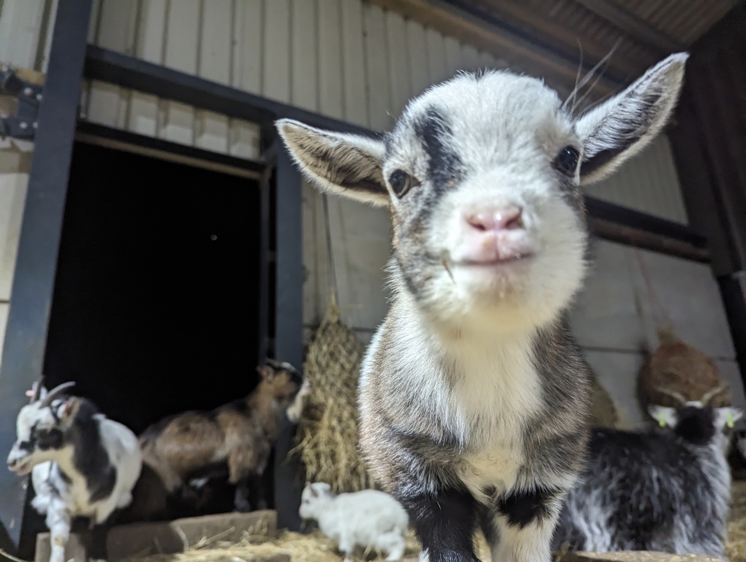 For Sale – West Barn Pygmy Goats