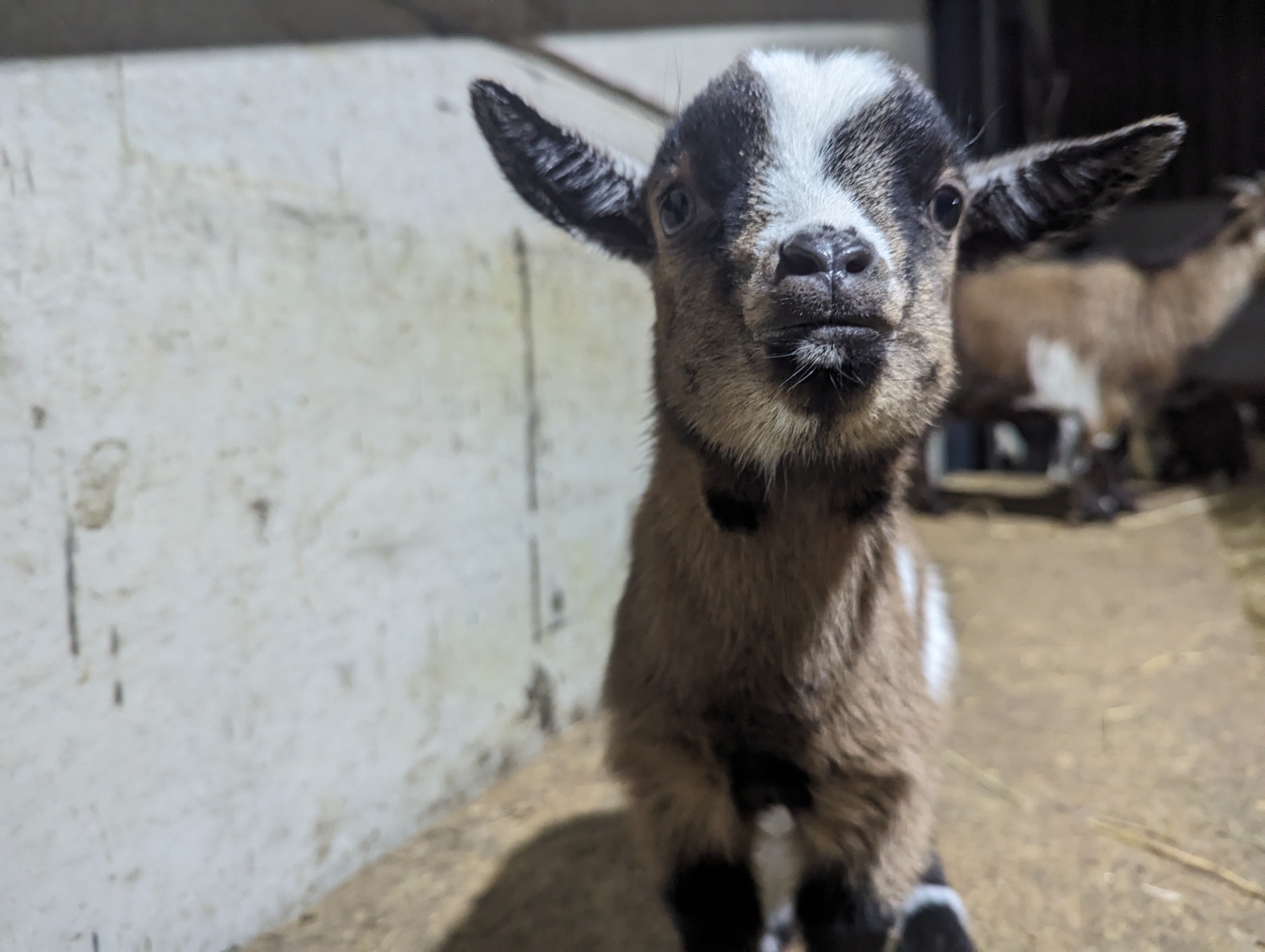 For Sale – West Barn Pygmy Goats