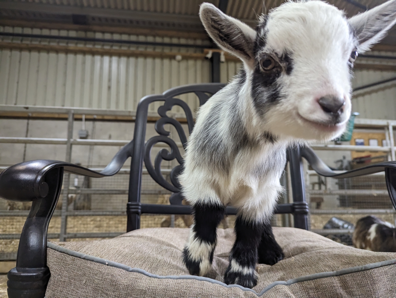 For Sale – West Barn Pygmy Goats