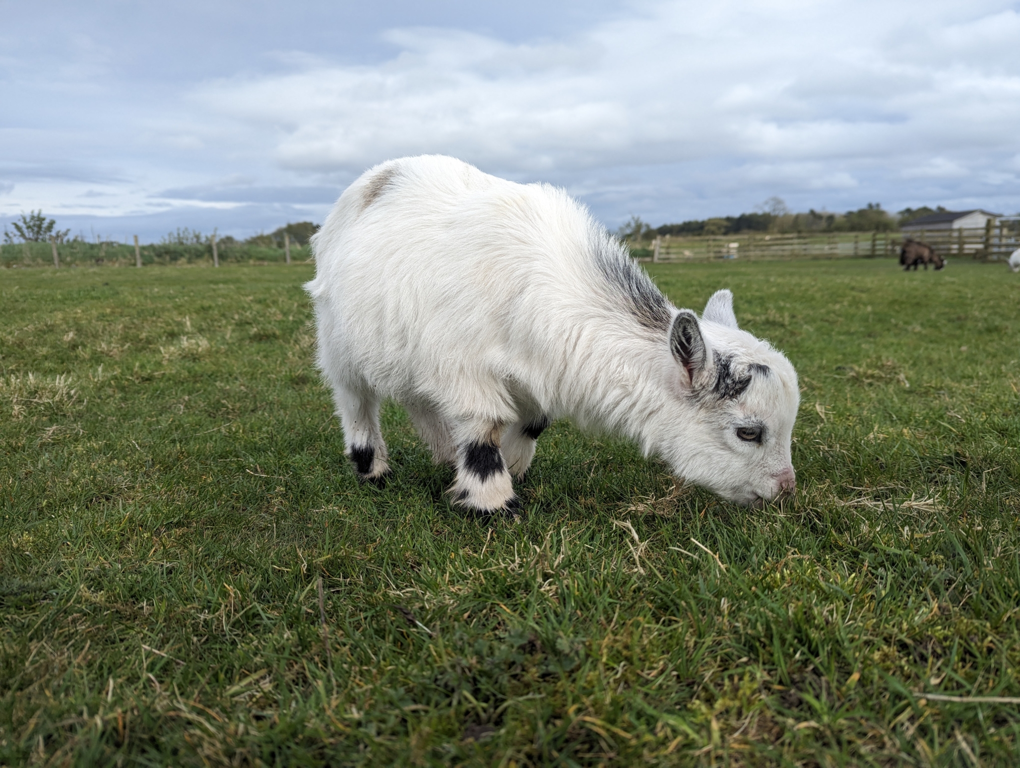 For Sale – West Barn Pygmy Goats