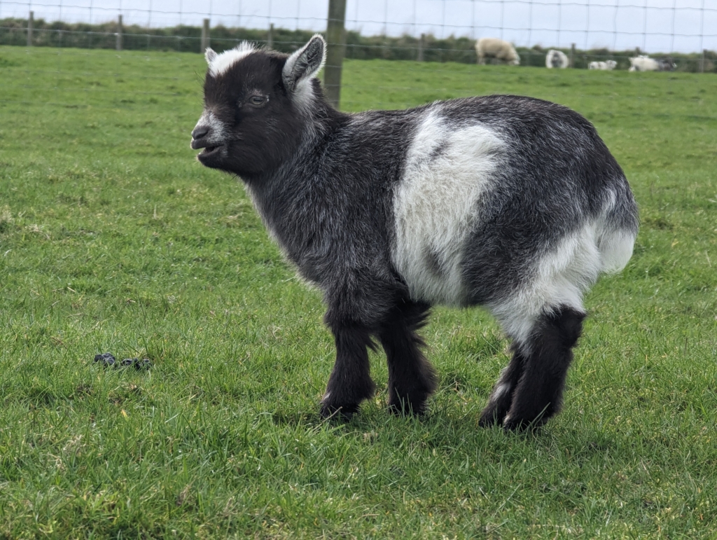 For Sale – West Barn Pygmy Goats