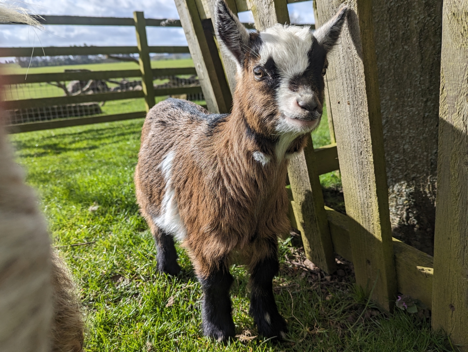 For Sale – West Barn Pygmy Goats