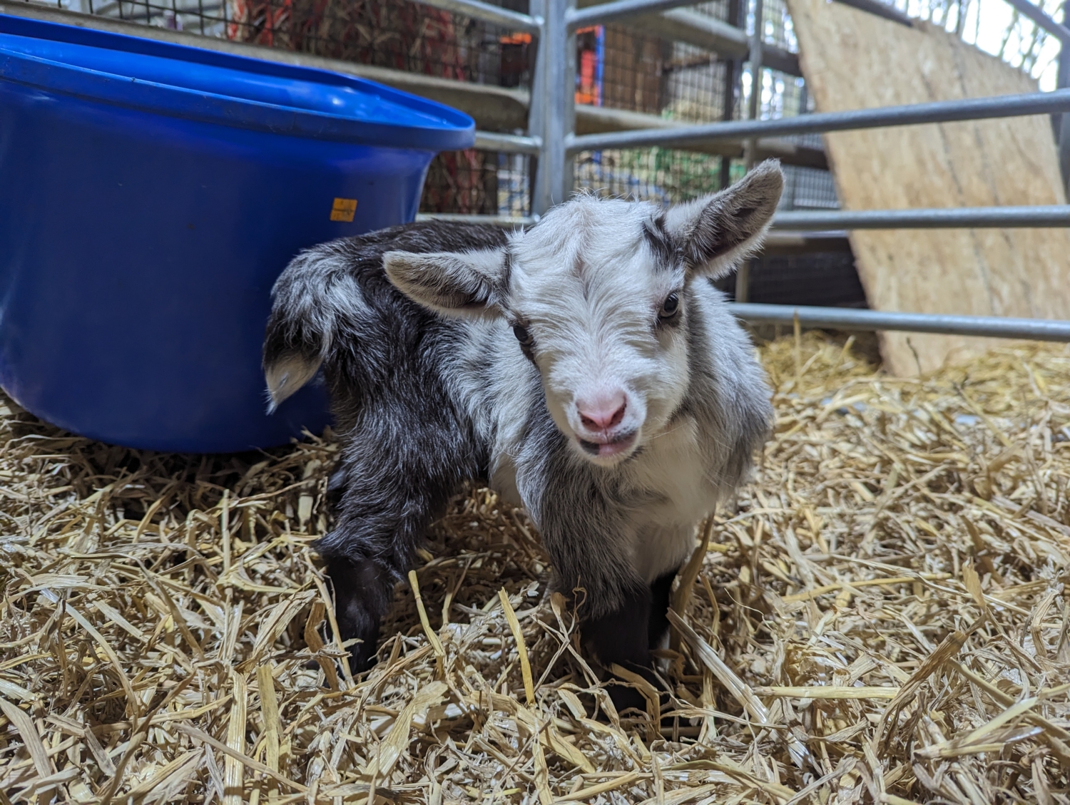 For Sale – West Barn Pygmy Goats