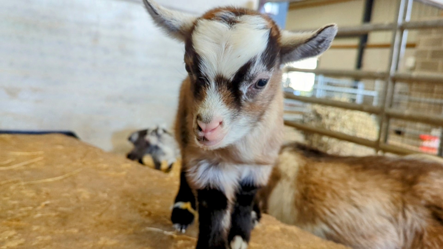 For Sale – West Barn Pygmy Goats