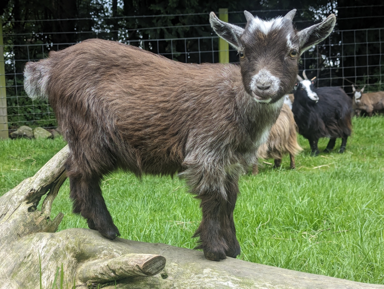 For Sale – West Barn Pygmy Goats