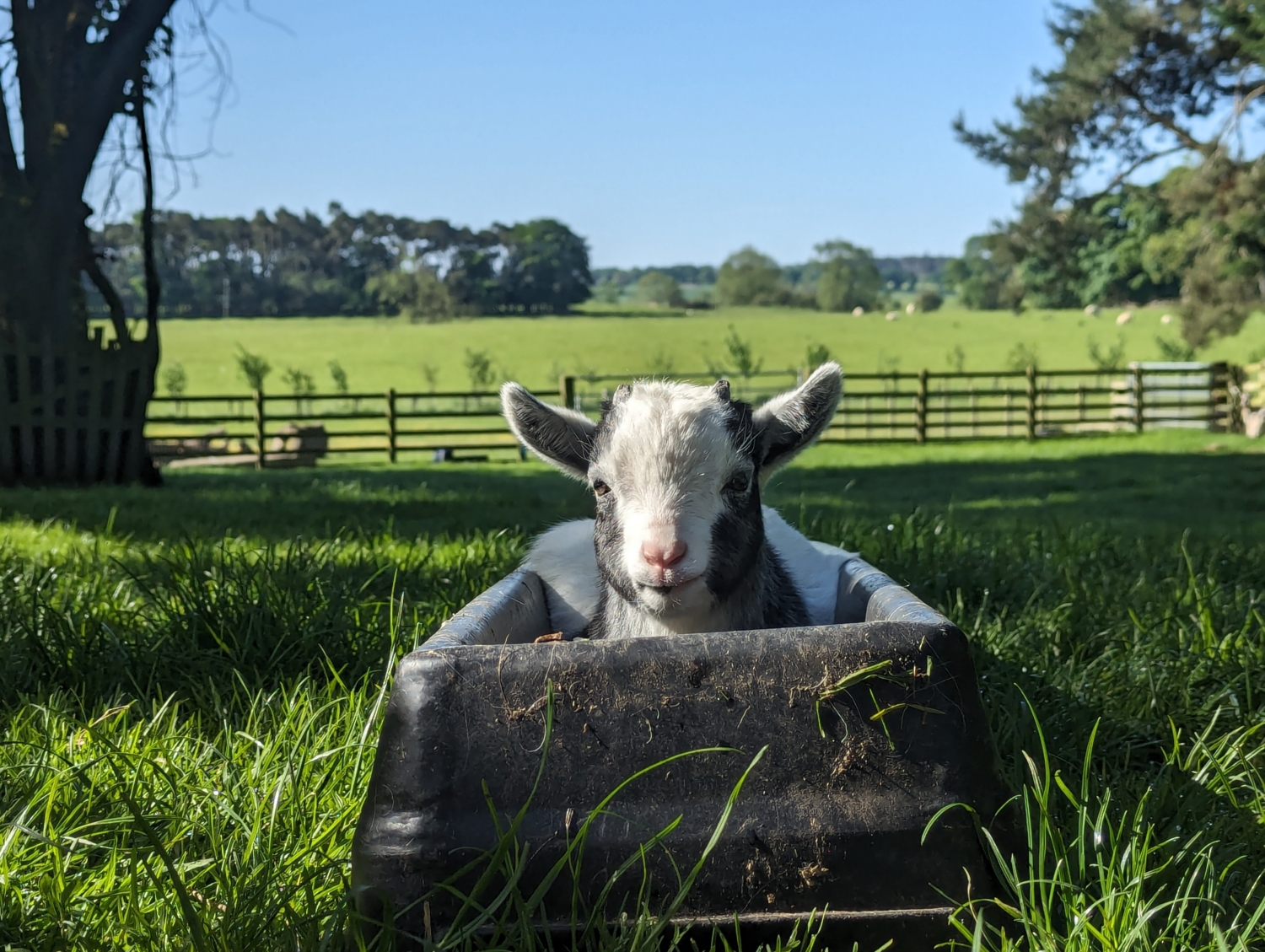 For Sale – West Barn Pygmy Goats