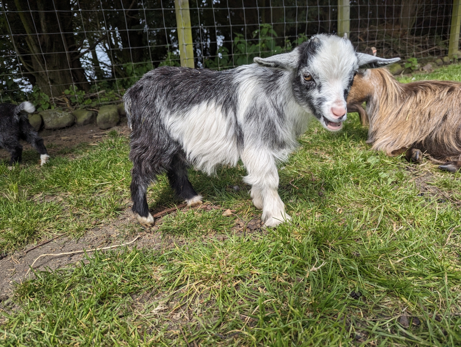 For Sale – West Barn Pygmy Goats